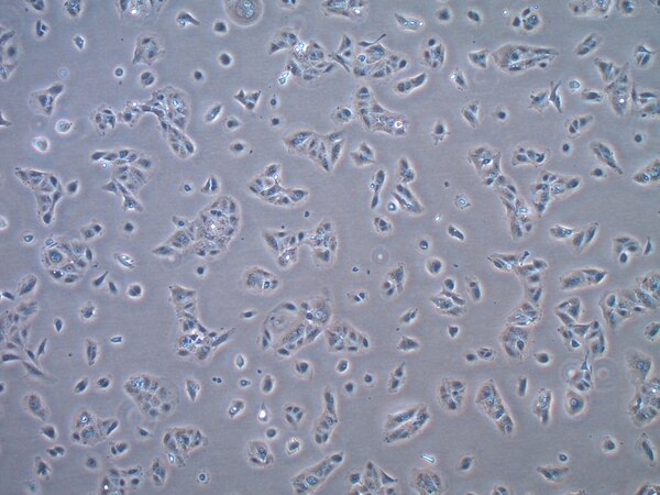 Huh-7.5 Tet-On Human Hepatocellular Carcinoma Cell Line | SCC265